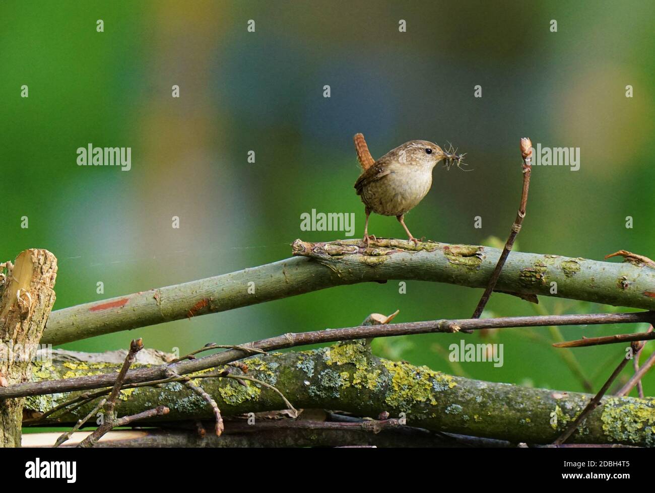 Wren fledgling hi-res stock photography and images - Alamy