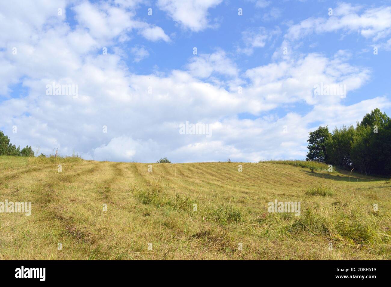 summer rural landscape with plants Stock Photo - Alamy