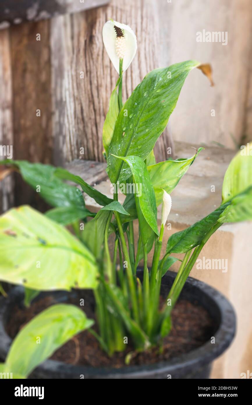 Peace lily flower hi-res stock photography and images - Alamy