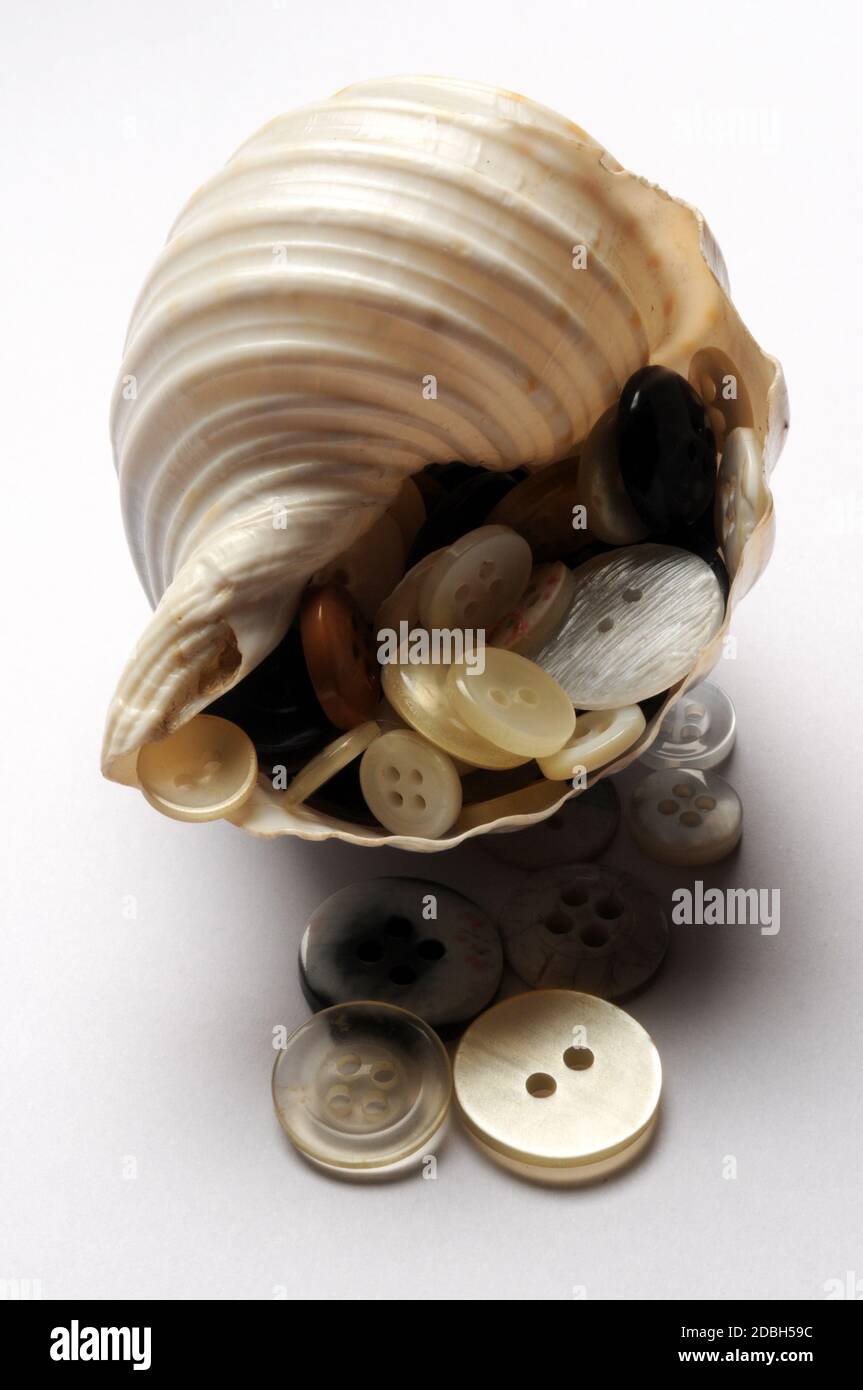 Sea shell craft hi-res stock photography and images - Alamy