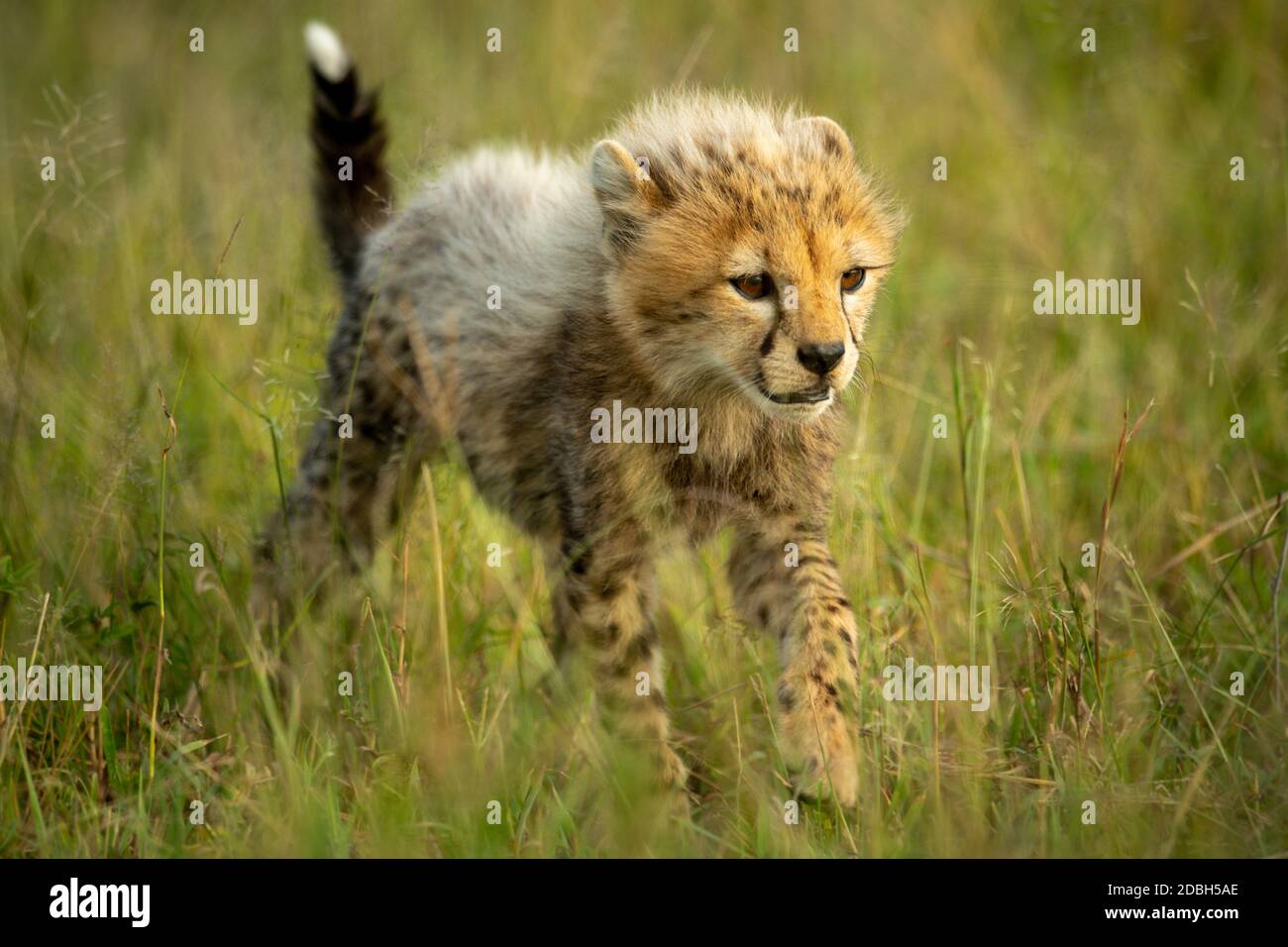 Cheetah cub walking through grass hi-res stock photography and images ...