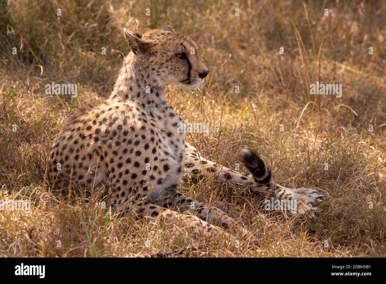 Cheetah lies in long grass lifting head Stock Photo - Alamy