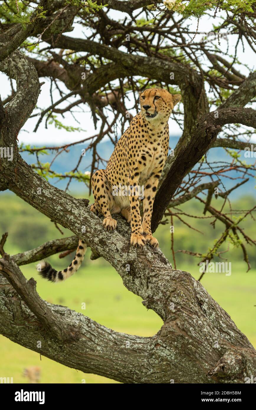 Cheetah sits on diagonal branch turning head Stock Photo - Alamy