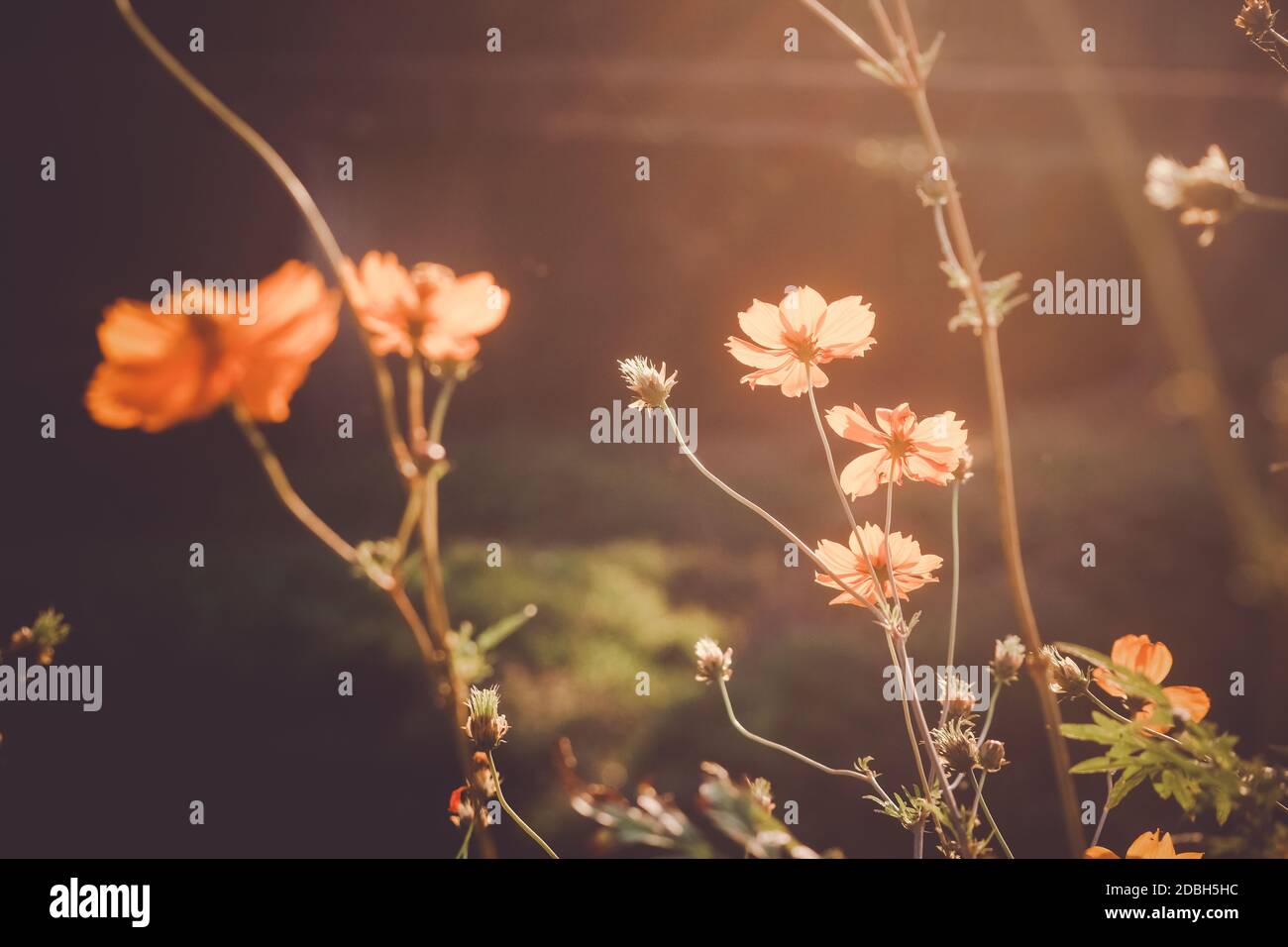 Cosmos, which is illuminated in the fall of sunset. Shooting Location ...