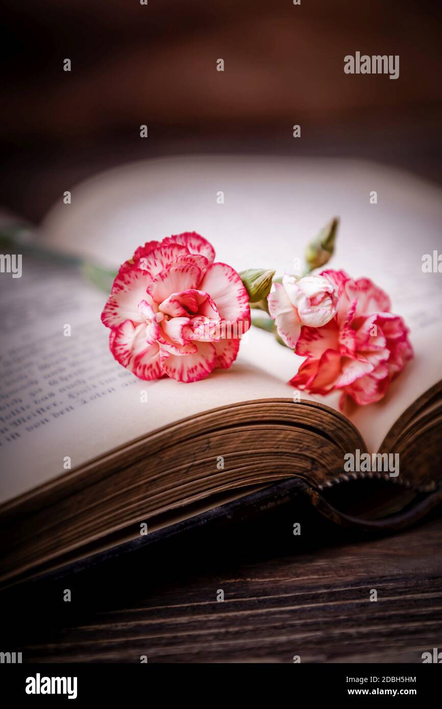 Open carnation hi-res stock photography and images - Alamy