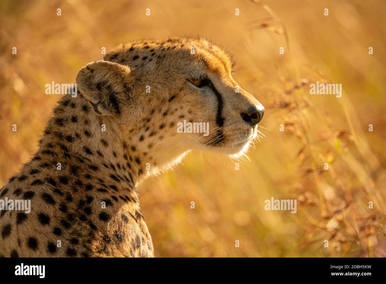 Cheetah head shoulders hi-res stock photography and images - Alamy