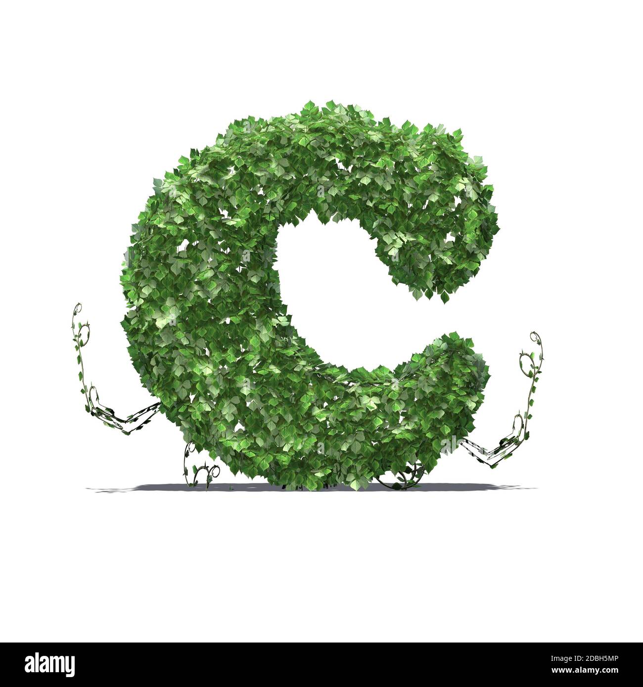 Letter C created of green ivy leaves - isolated on a white background ...