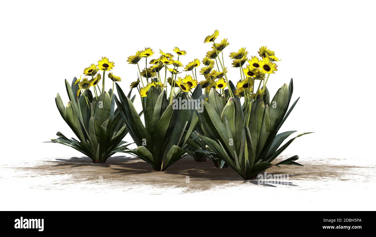 Frailejon plant - isolated on white background Stock Photo - Alamy