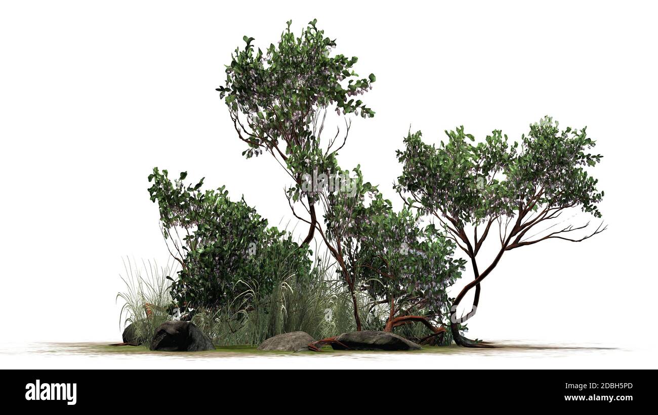 Rock garden shrubs Cut Out Stock Images & Pictures - Alamy