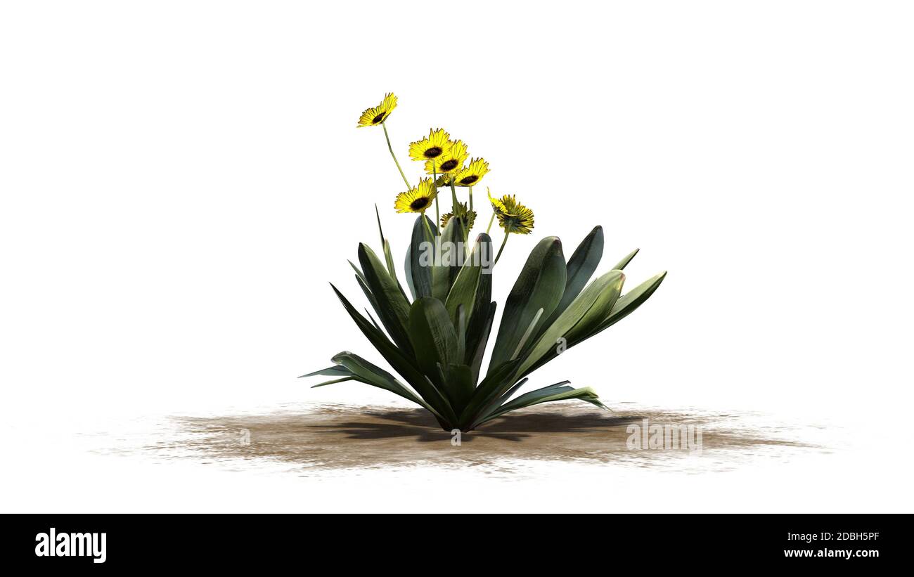 Frailejon plant - isolated on white background Stock Photo - Alamy