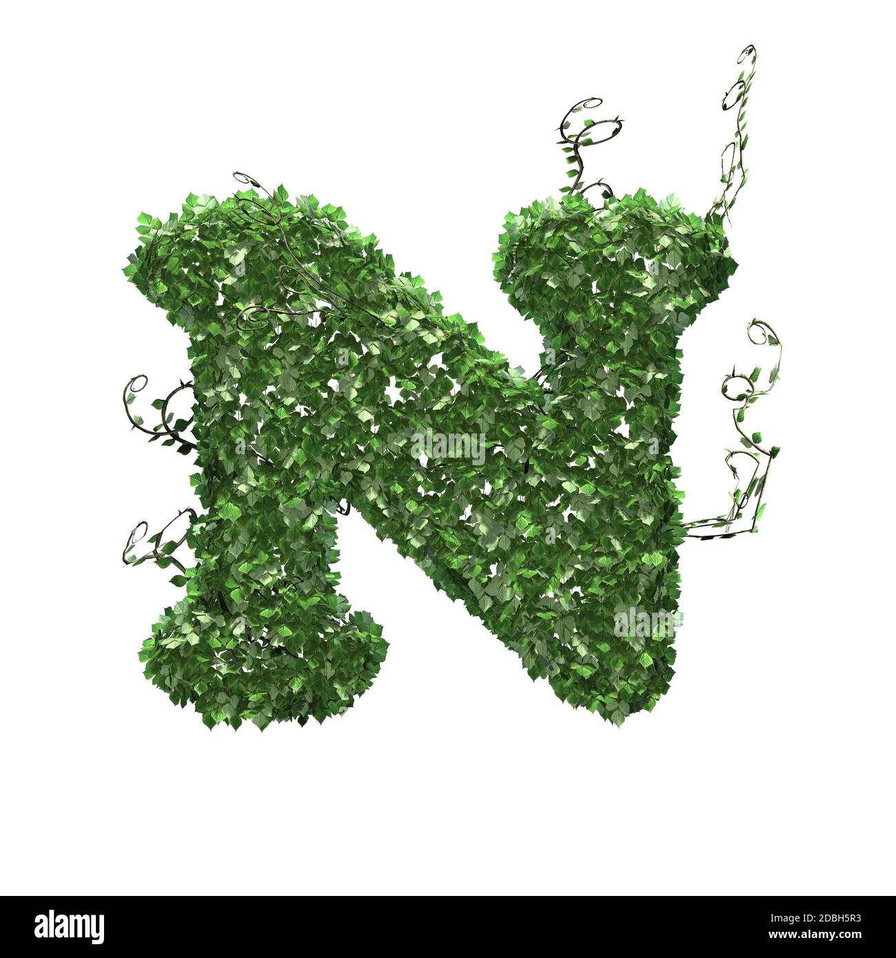 Letter N created of green ivy leaves - isolated on a white background ...