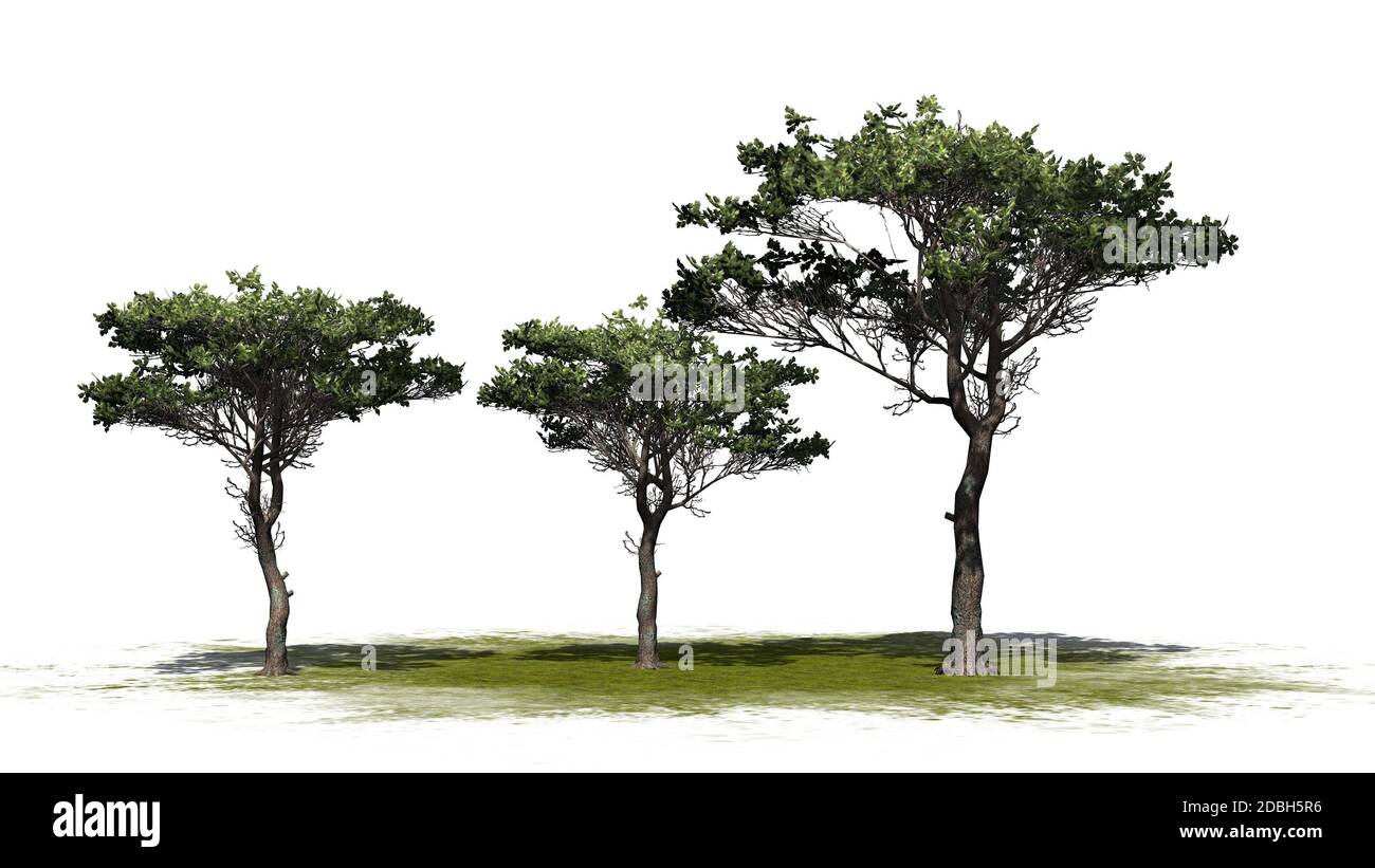 Italian Stone Pine tree cluster - isolated on white background Stock ...