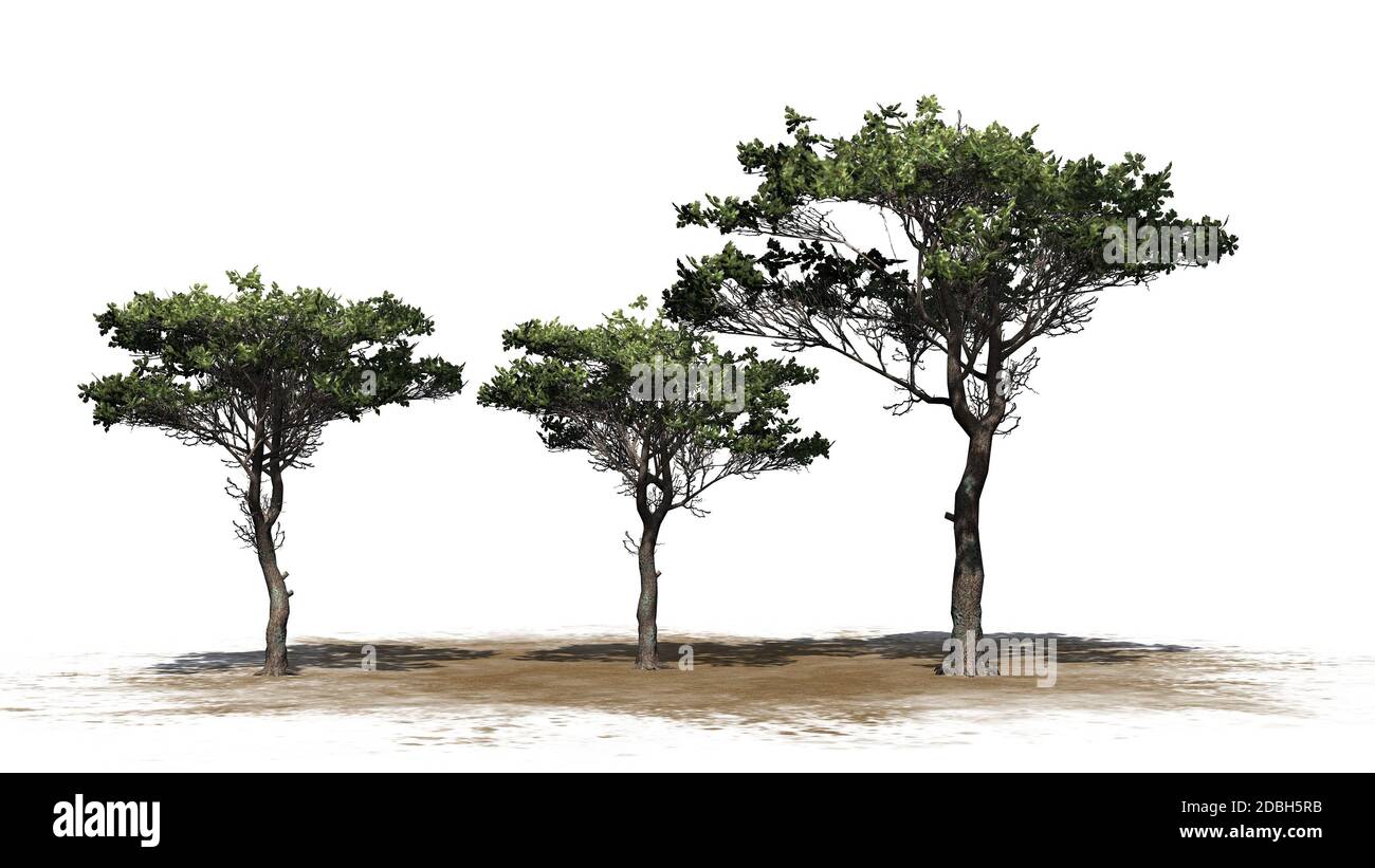 Italian Stone Pine tree cluster - isolated on white background Stock ...