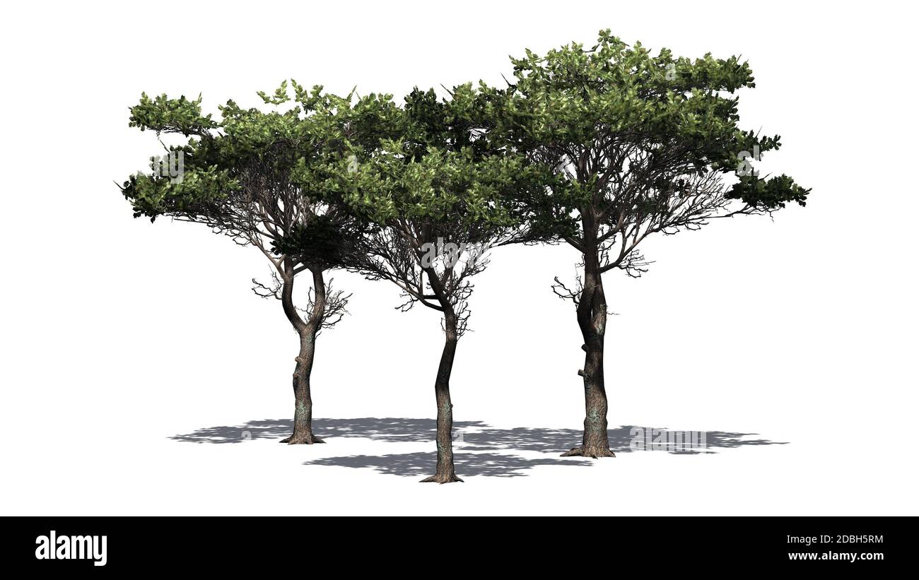 Italian Stone Pine tree cluster - isolated on white background Stock ...