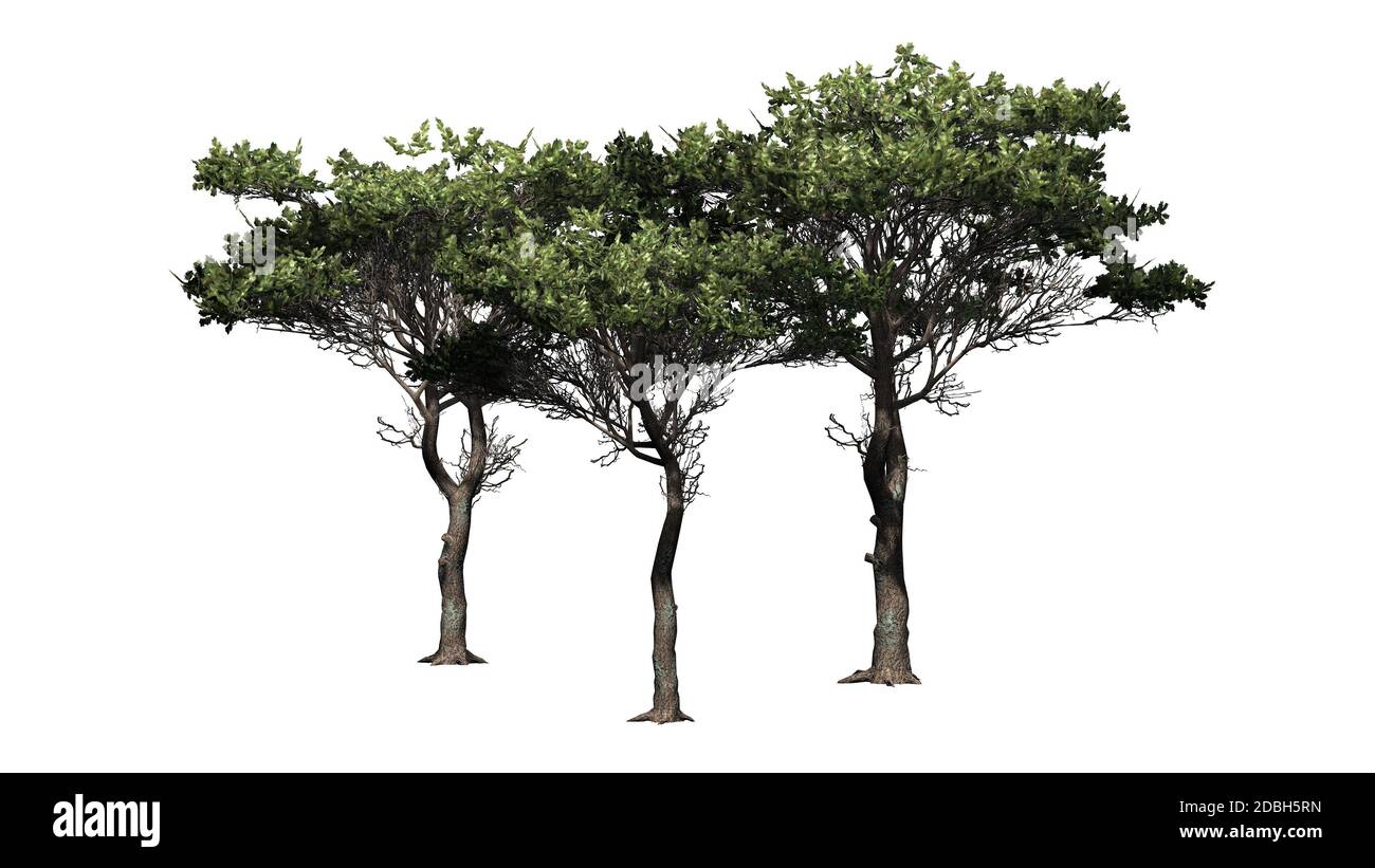 Italian Stone Pine tree cluster - isolated on white background Stock ...