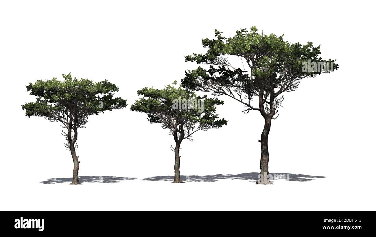 Italian Stone Pine Clipart Italian Stone Pine Hi Res Stock Photography