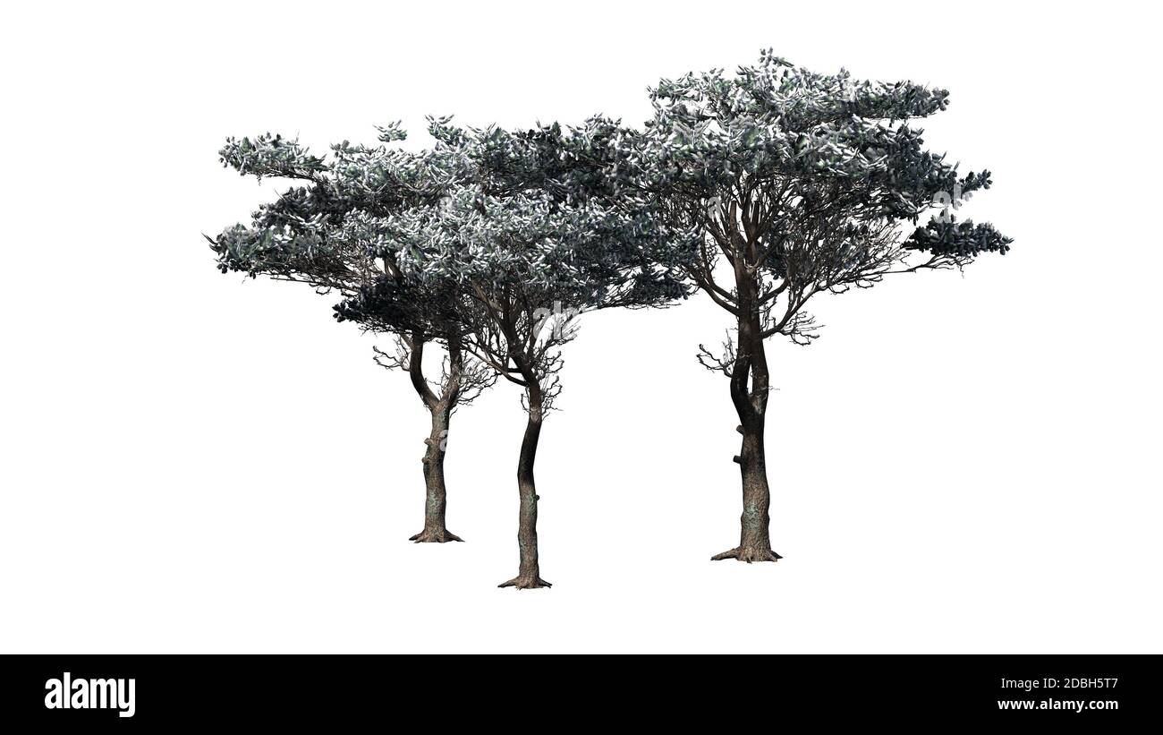 Italian Stone Pine tree cluster in winter - isolated on white ...