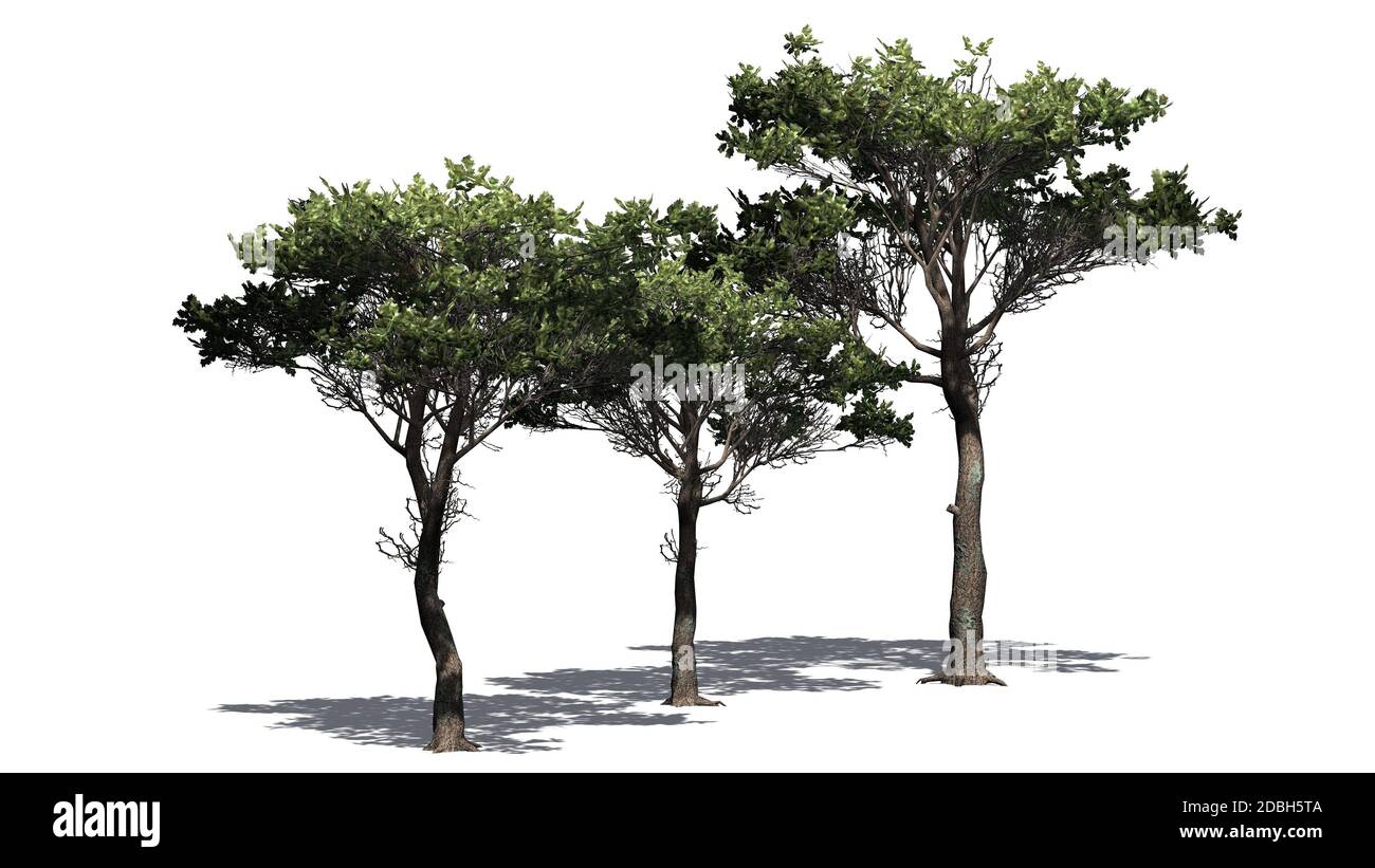 Italian Stone Pine tree cluster - isolated on white background Stock ...