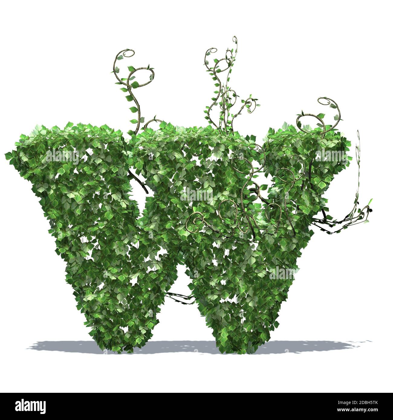 Letter W created of green ivy leaves - isolated on a white background ...