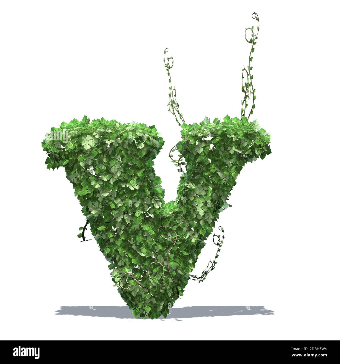 Letter V created of green ivy leaves - isolated on a white background ...