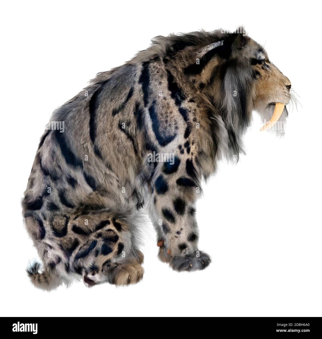 3D rendering of a sabertooth tiger isolated on white background Stock Photo - Alamy