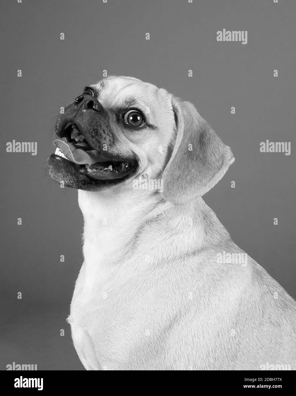 Portrait of young adorable happy puggle Stock Photo - Alamy