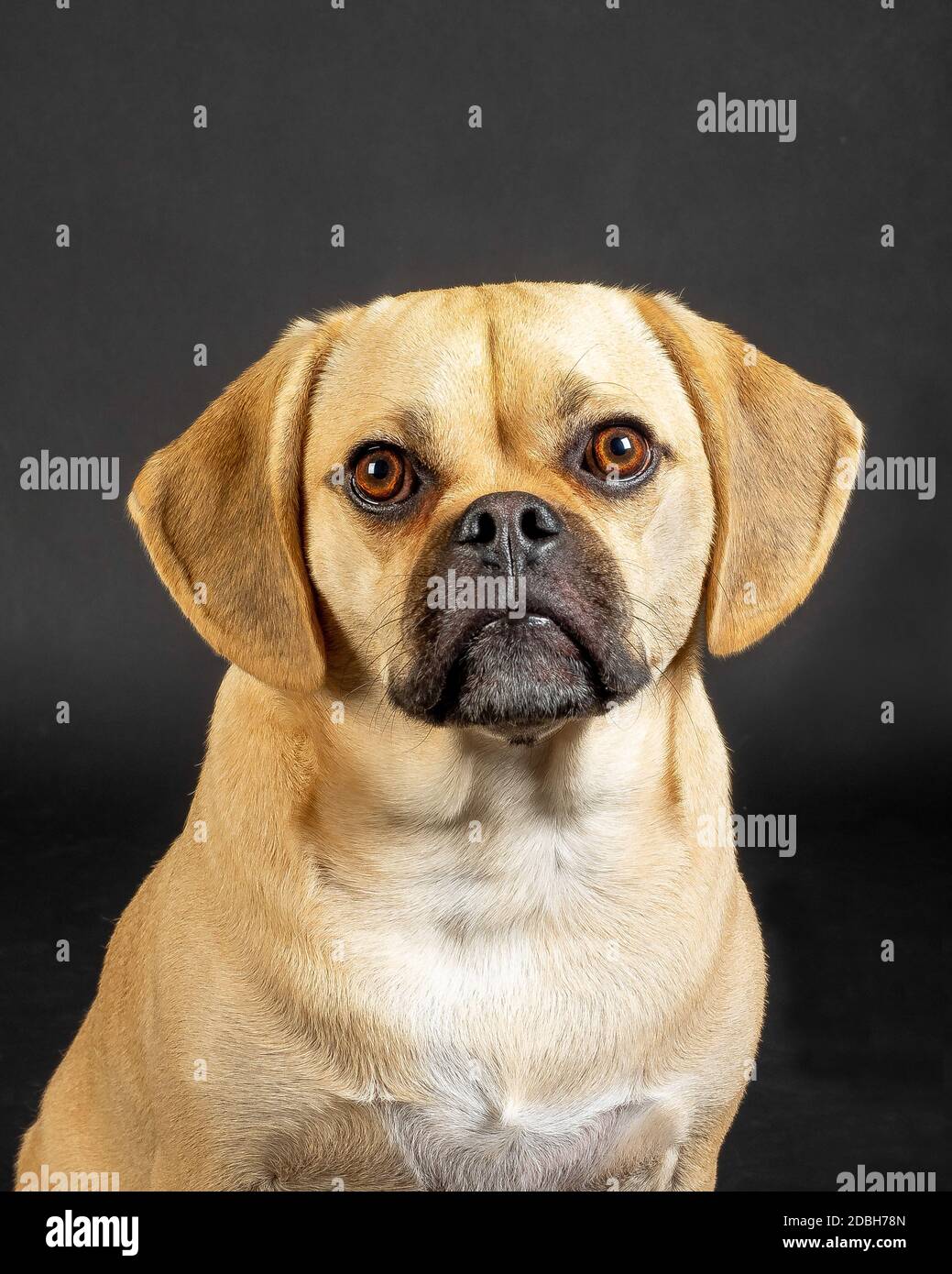 Close up adorable young blonde hi-res stock photography and images - Alamy