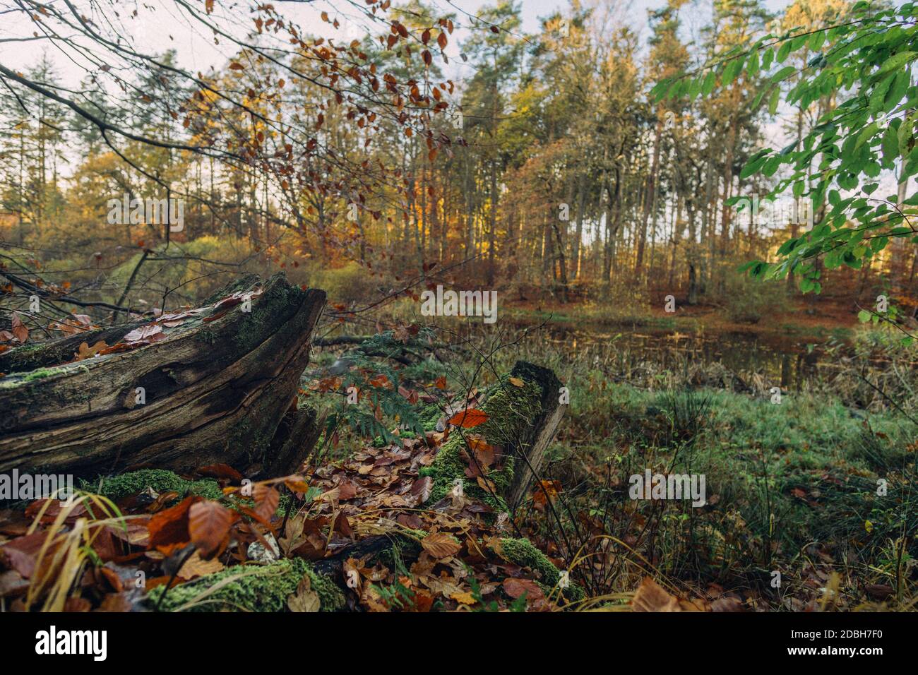 Forest stands hi-res stock photography and images - Alamy