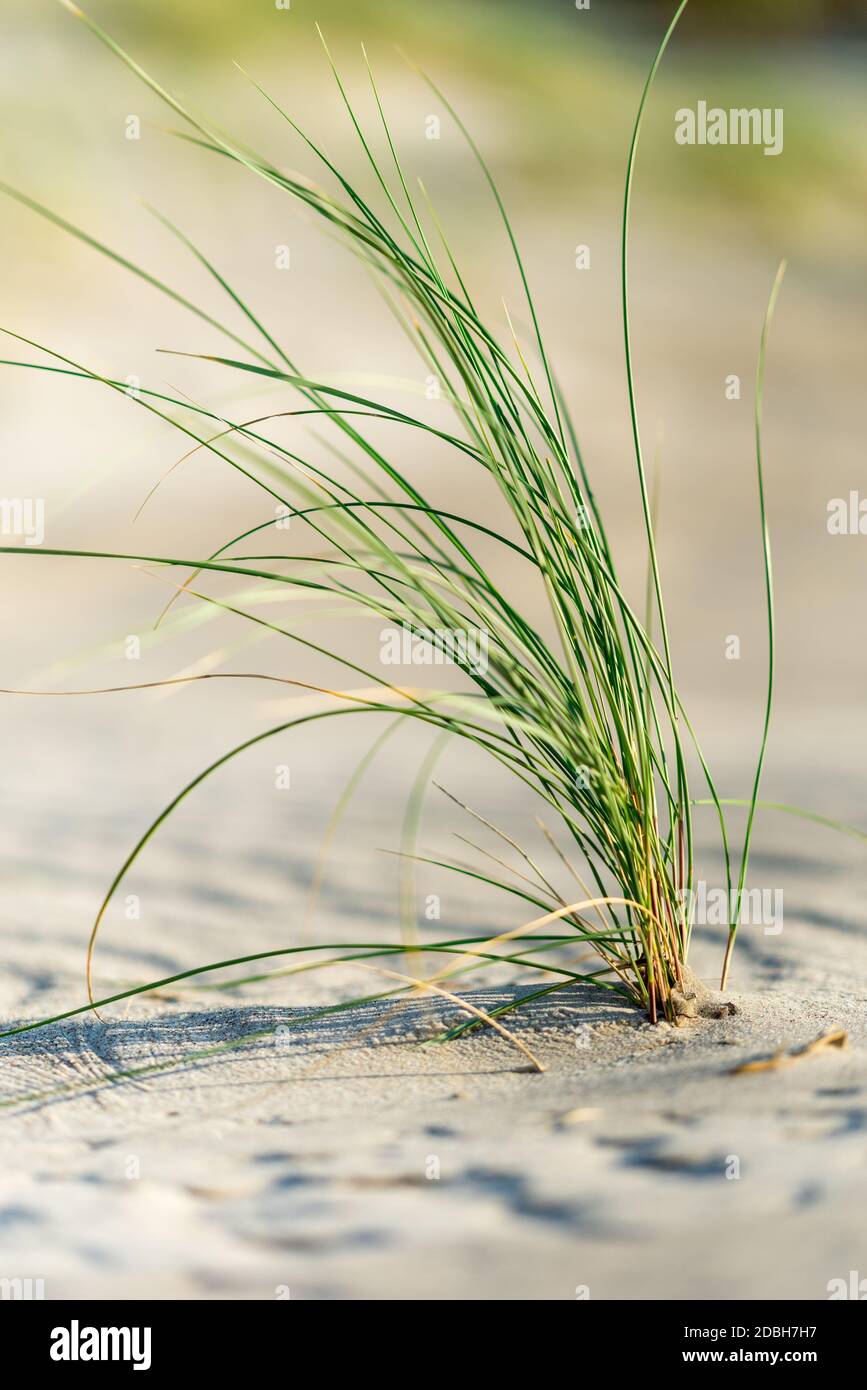 Single beach grass hi-res stock photography and images - Alamy