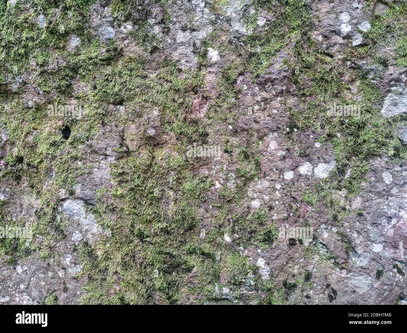 Moss overgrown damp wall hi-res stock photography and images - Alamy