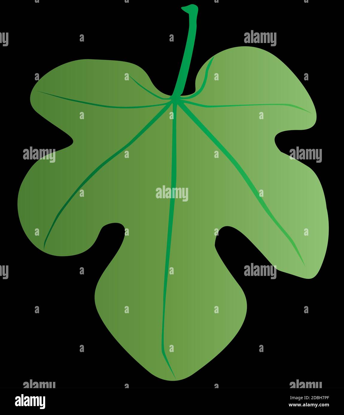 A fig leaf of the type worn by Adam and Eve in the Garden of Eden Stock ...