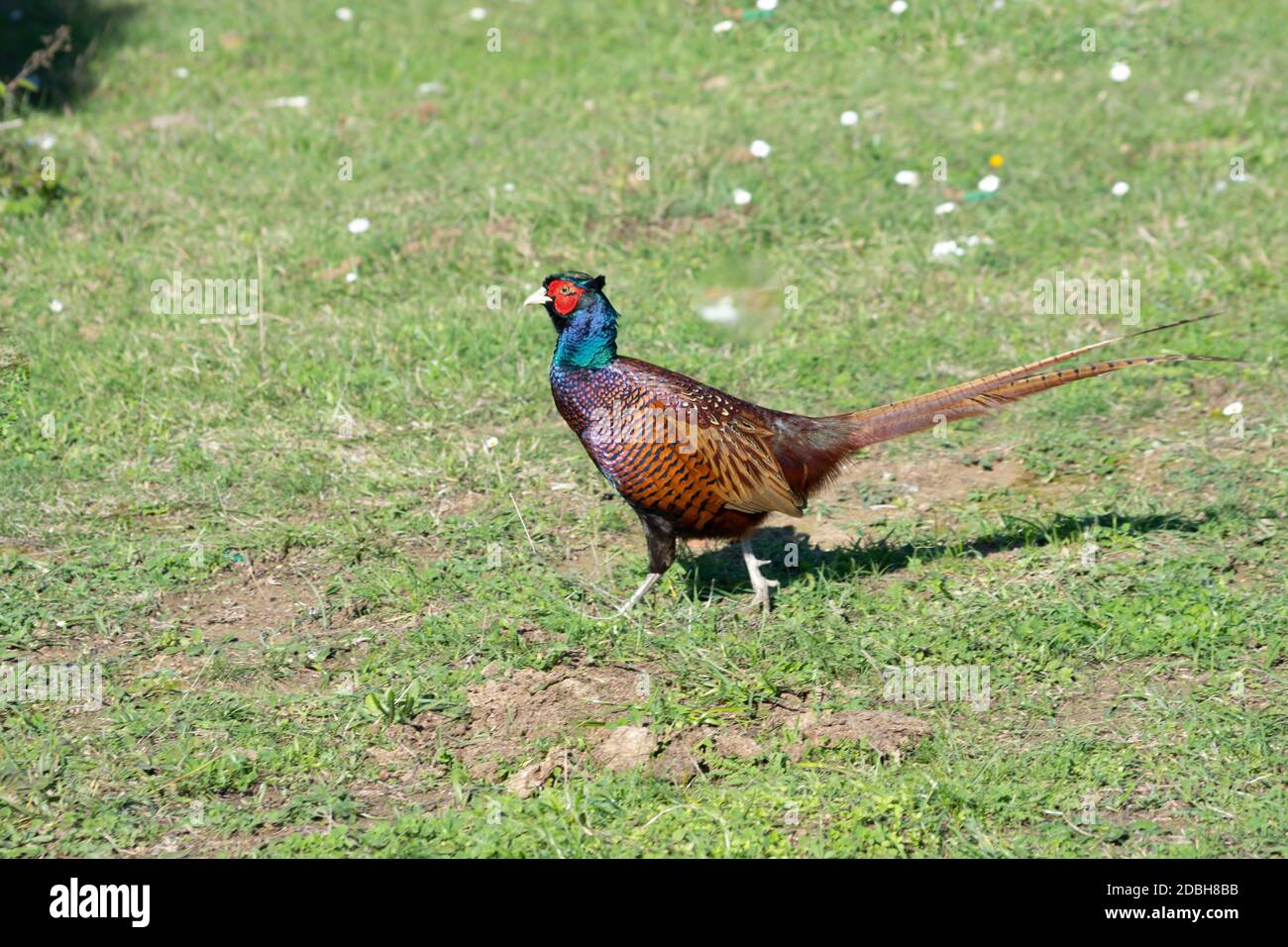 Ringneck Pheasant (Phasianus colchicus) male, Turkey Stock Photo - Alamy