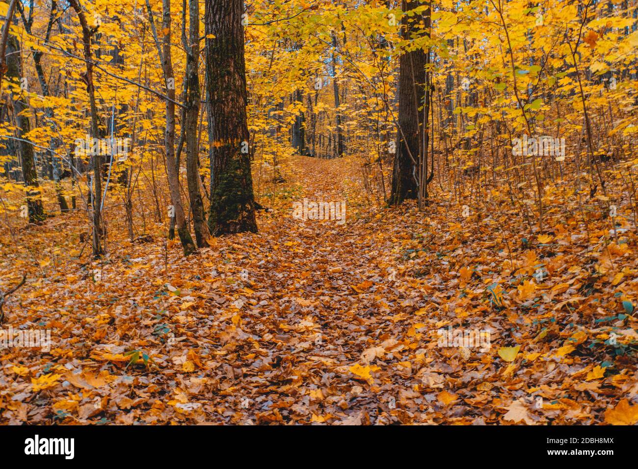 Hike through autumnal deciduous forest hi-res stock photography and ...