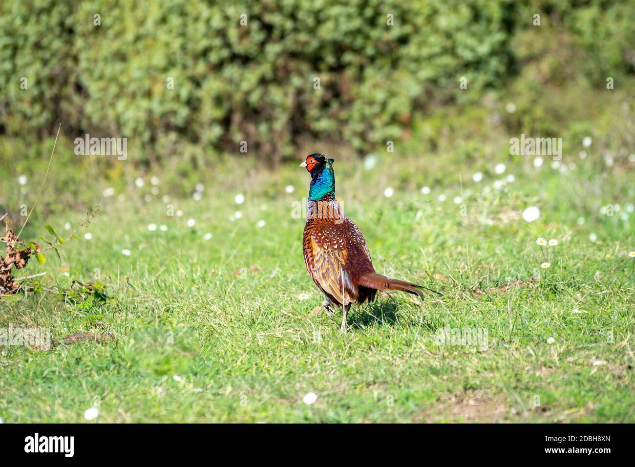 Ringneck Pheasant (Phasianus colchicus) male, Turkey Stock Photo - Alamy