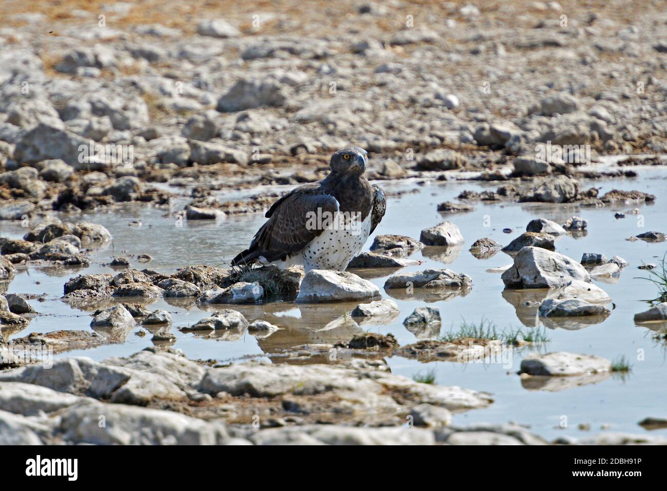 Martial eagle in the Etosha National Park in Namibia Stock Photo - Alamy