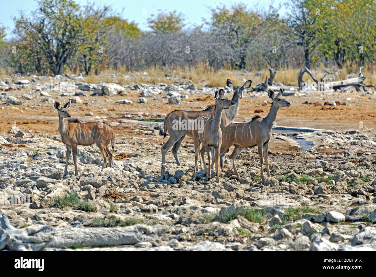 Impala in trees hi-res stock photography and images - Alamy