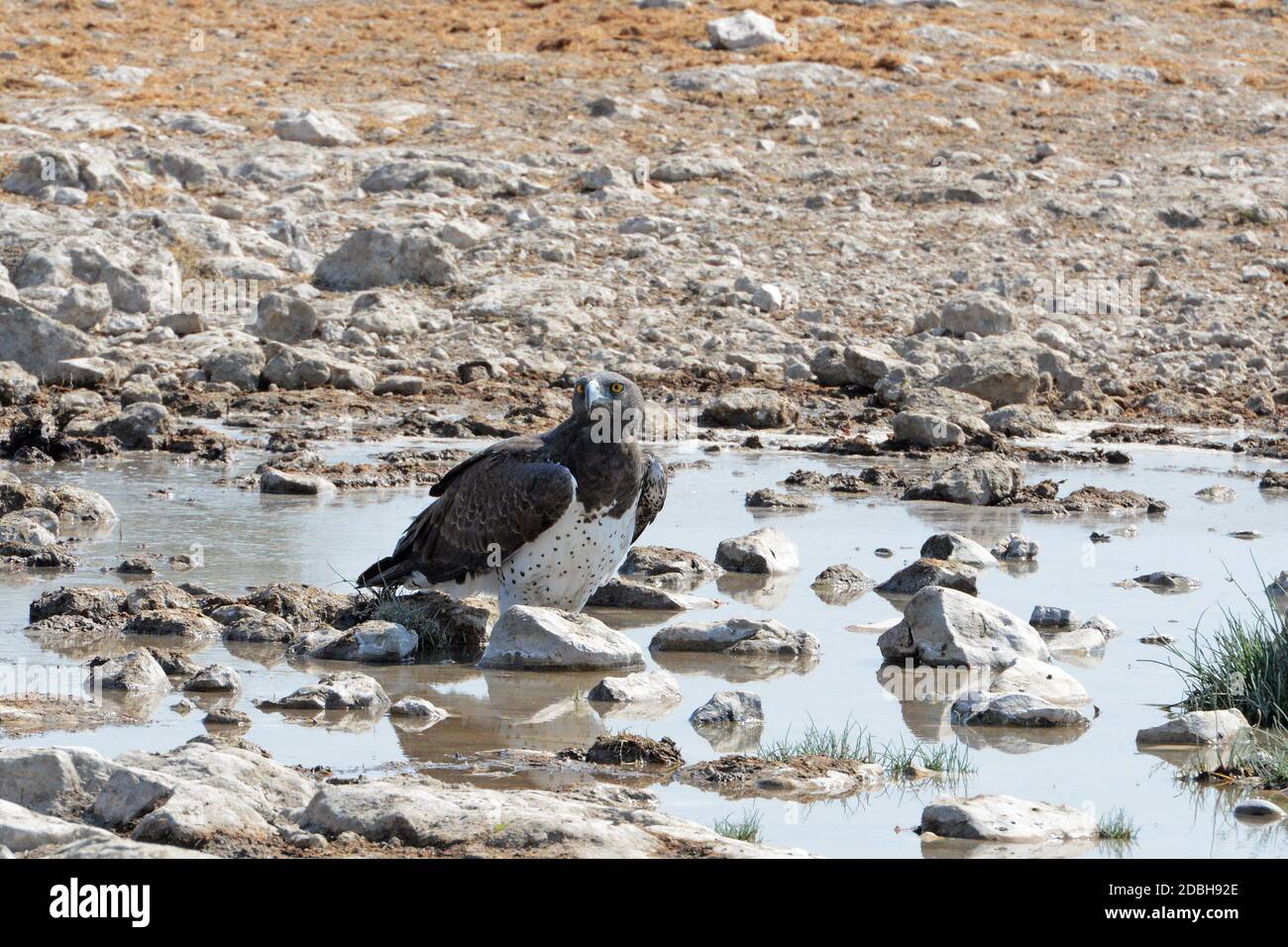 Martial eagle in the Etosha National Park in Namibia Stock Photo - Alamy