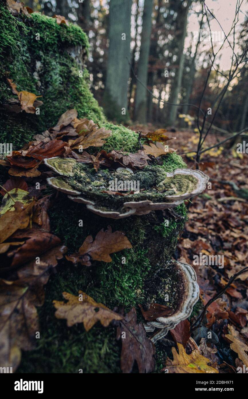 Forest stands hi-res stock photography and images - Alamy