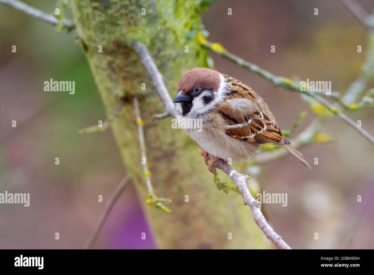 Closeup of a sparrow bird sitting on the brach of a tree Stock Photo ...