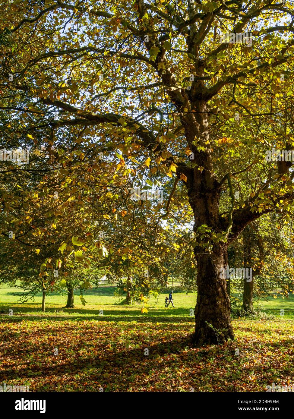 Knavesmire york racecourse hi-res stock photography and images - Alamy
