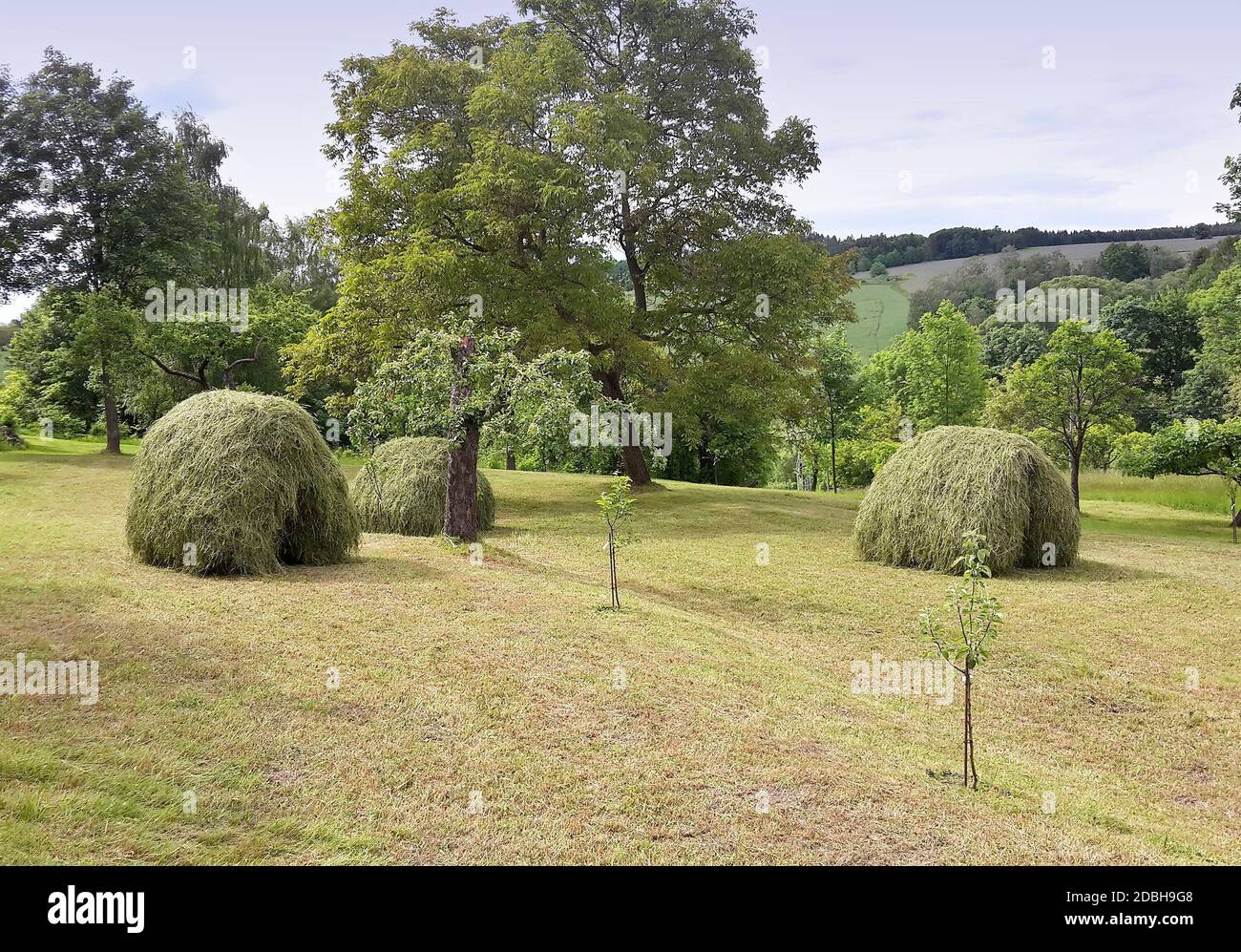 Rural scenery of country garden with haystacks made after cut grass and ...