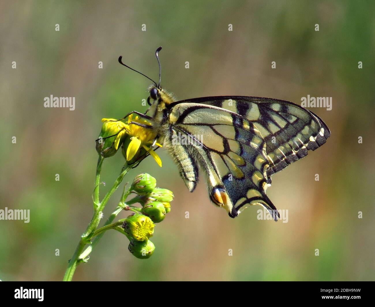 Old world Swallowtail, Papilio machaon, male, sitting on a groundsel ...