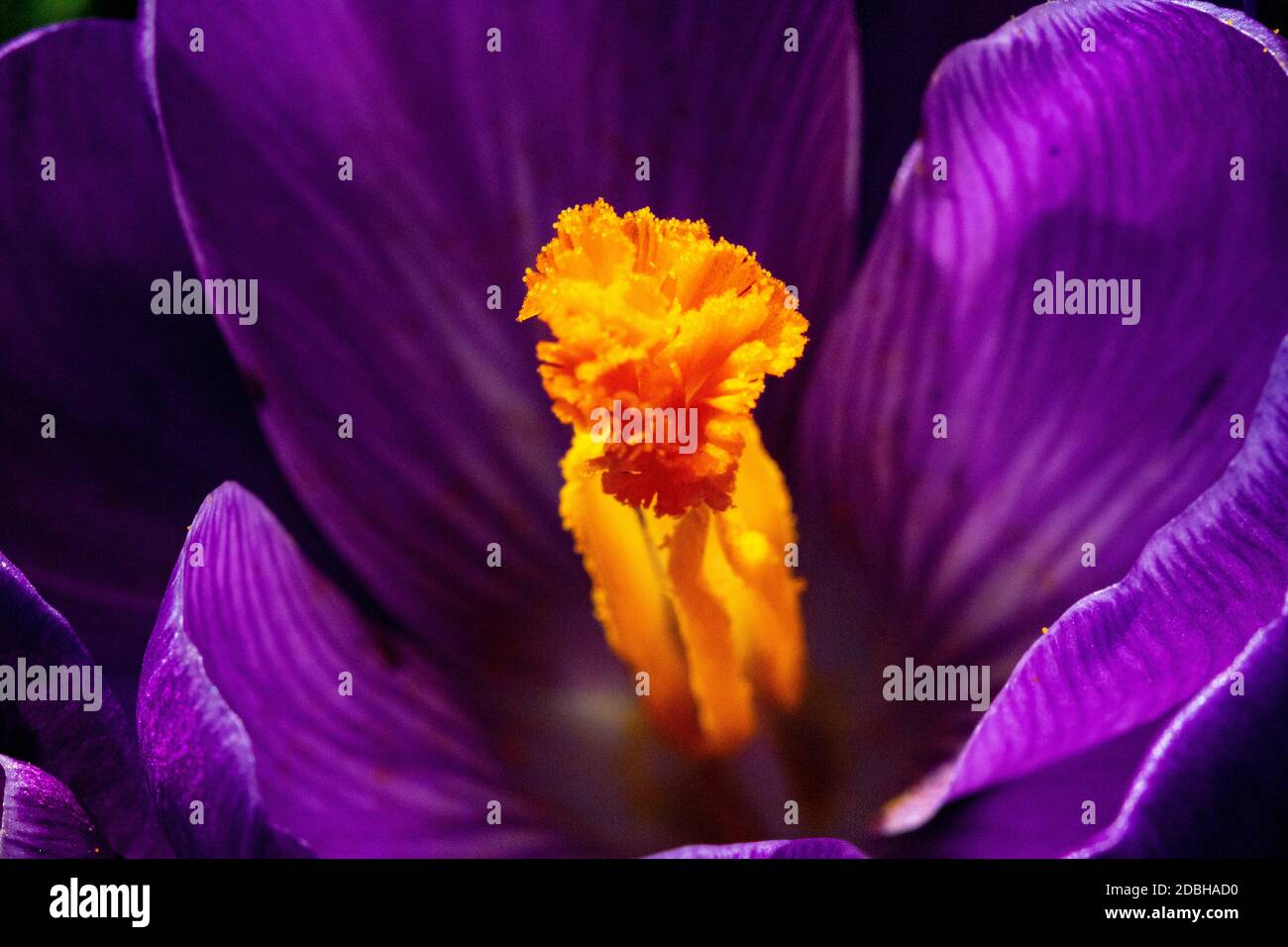 Reproduction life cycle hi-res stock photography and images - Alamy