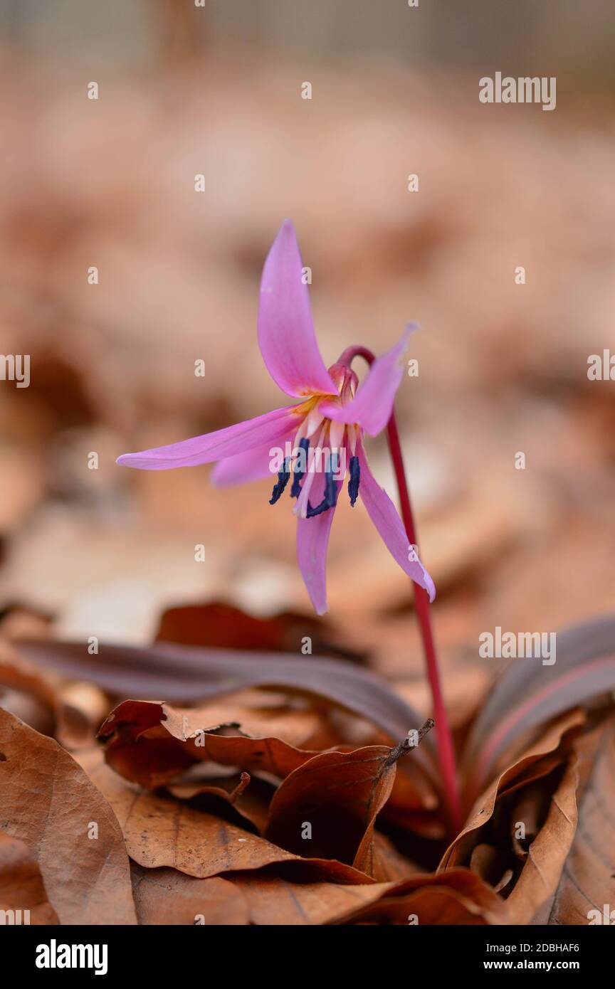 Dogtooth violet or the dogs tooth violet, late winter or early spring ...
