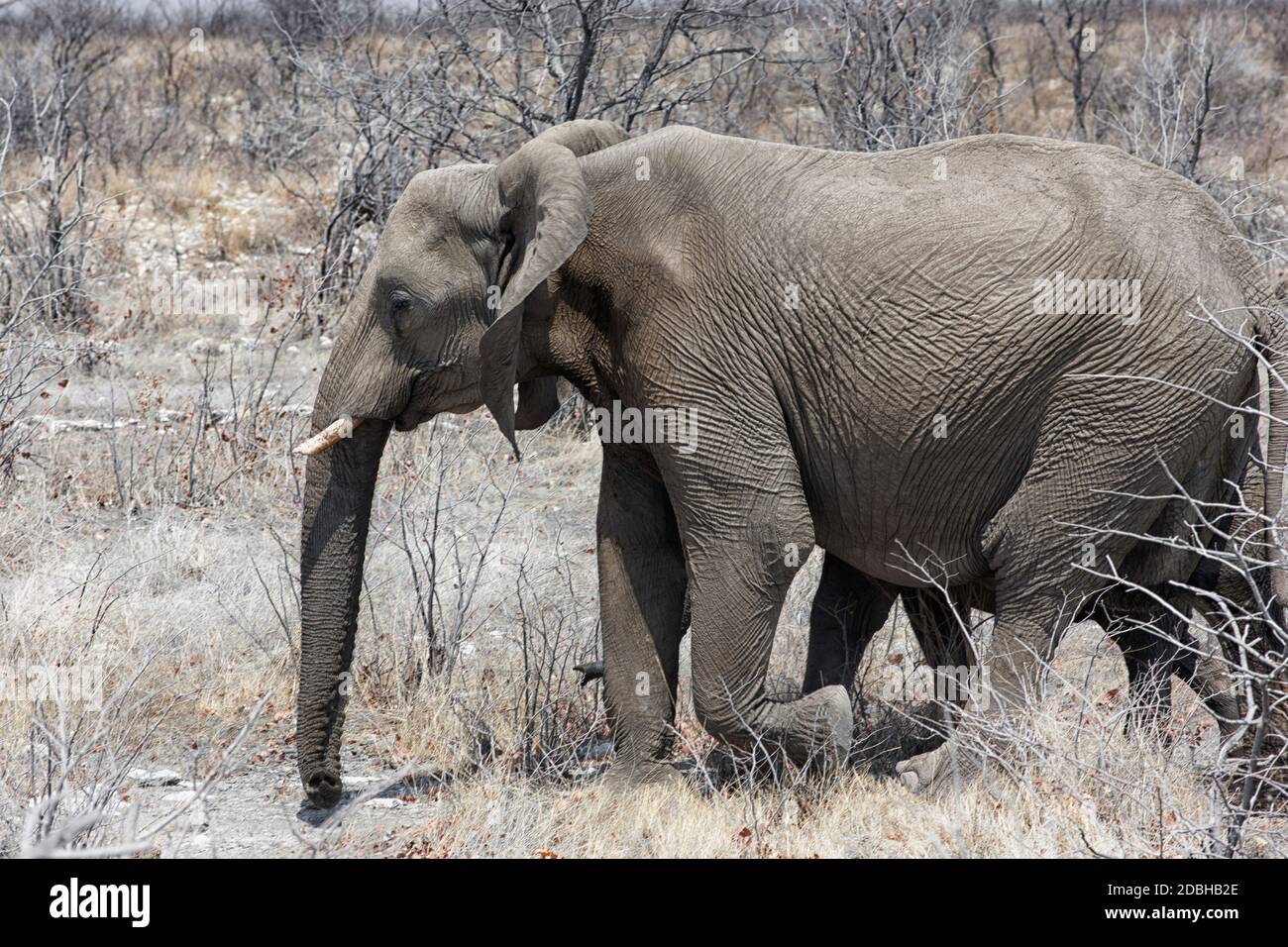 Desert elephant walking in the dried up Hoanib river in Namibia. Desert ...