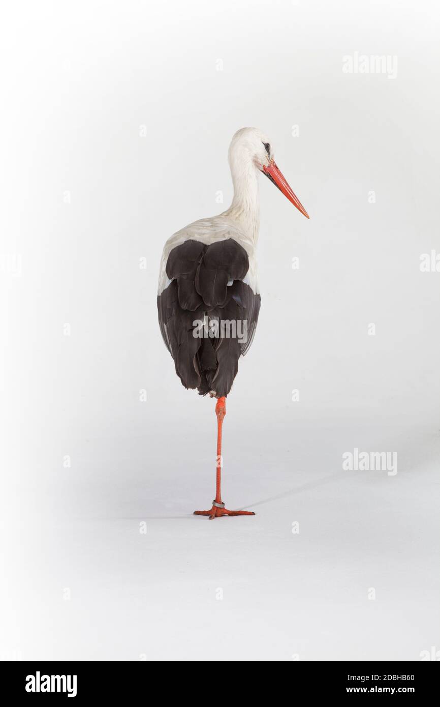 Stork on one leg on a white background Stock Photo - Alamy