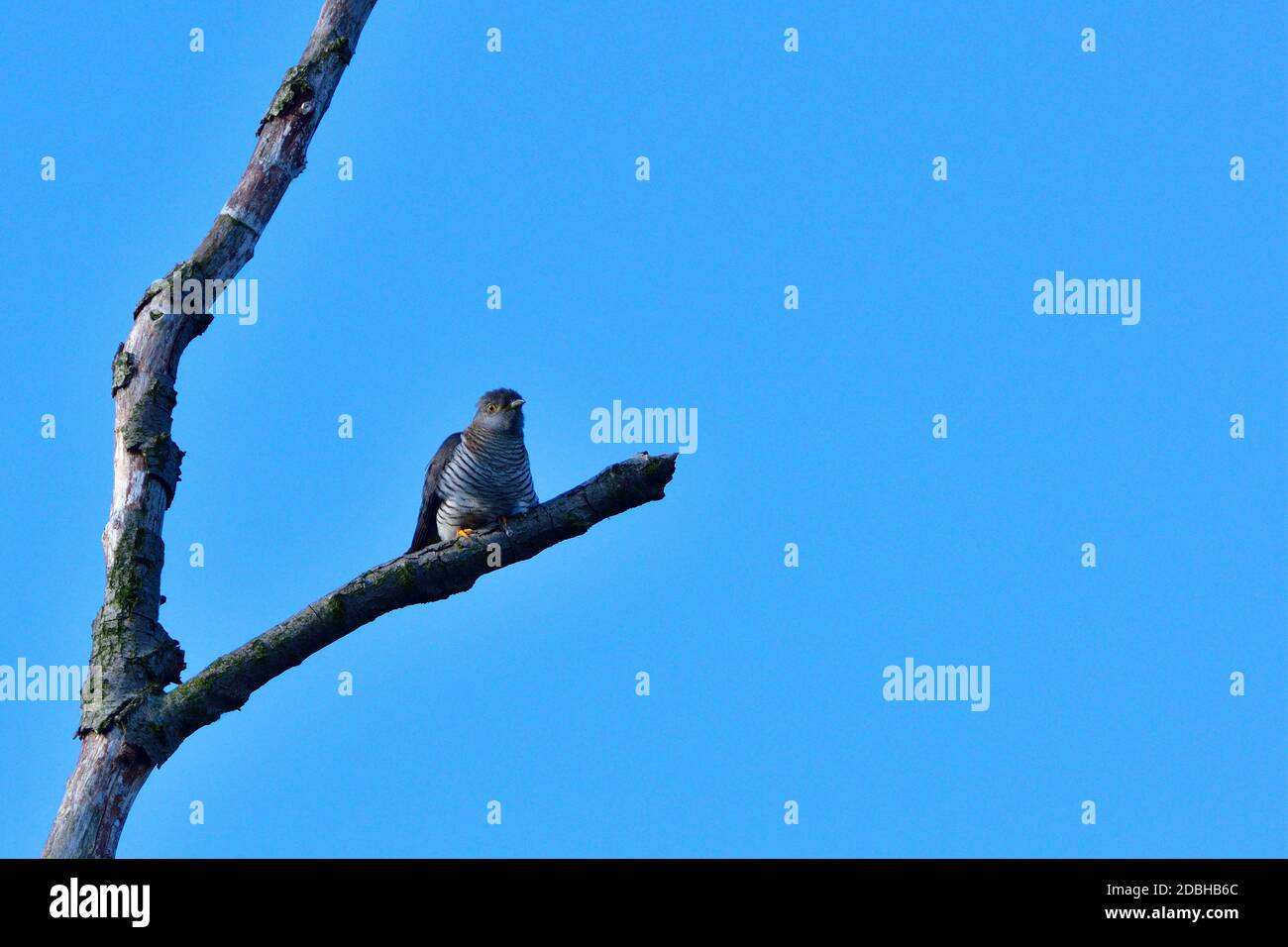 Common cuckoo on a tree in spring Stock Photo - Alamy
