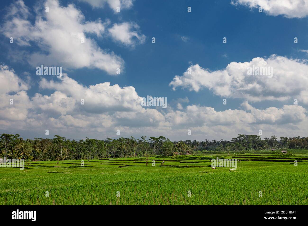 Beautiful natural landscape, green rice field Stock Photo - Alamy