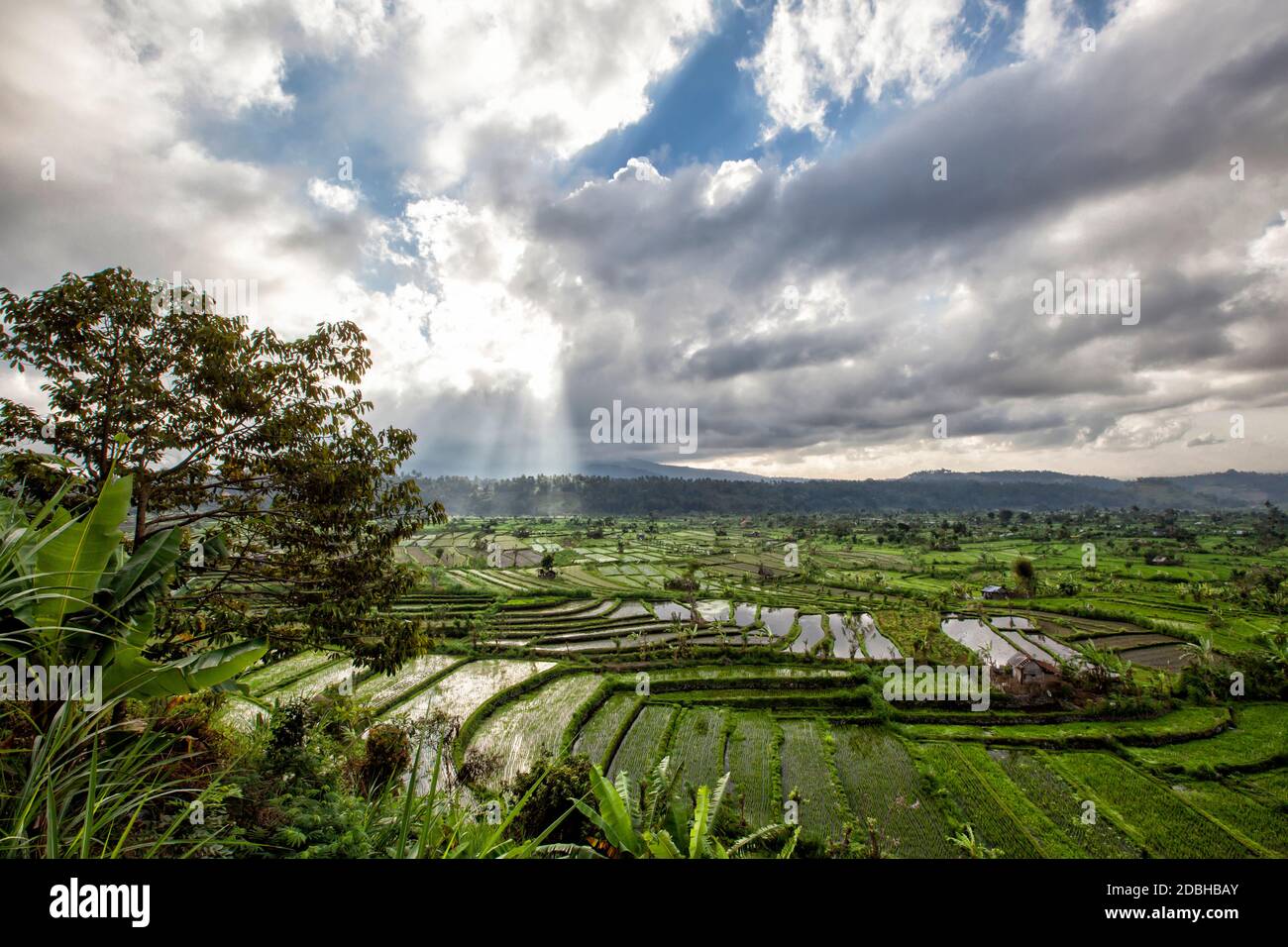 Green cascade rice field plantation terrace. Bali, Indonesia Stock ...