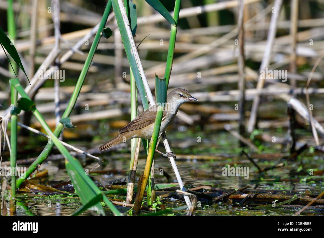 Reed nesting habitat hi-res stock photography and images - Alamy